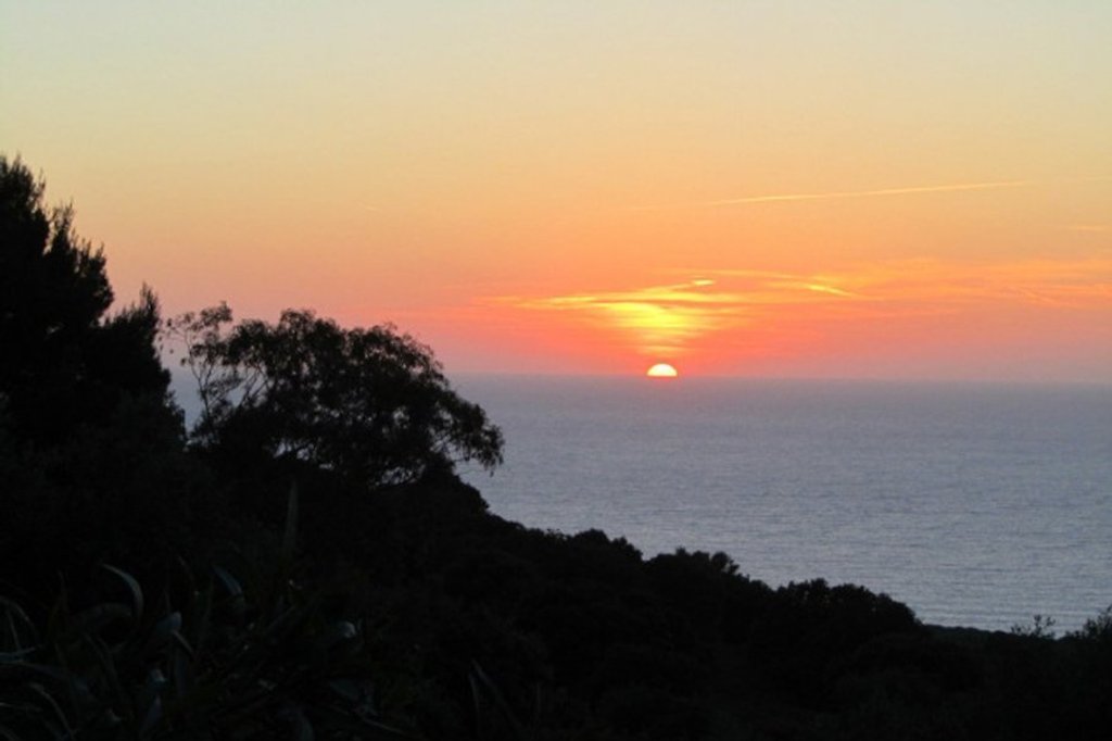 Gelbe Oleander in Ile Rousse ab 57 € direkt bei Familie M. SAVELLI ...