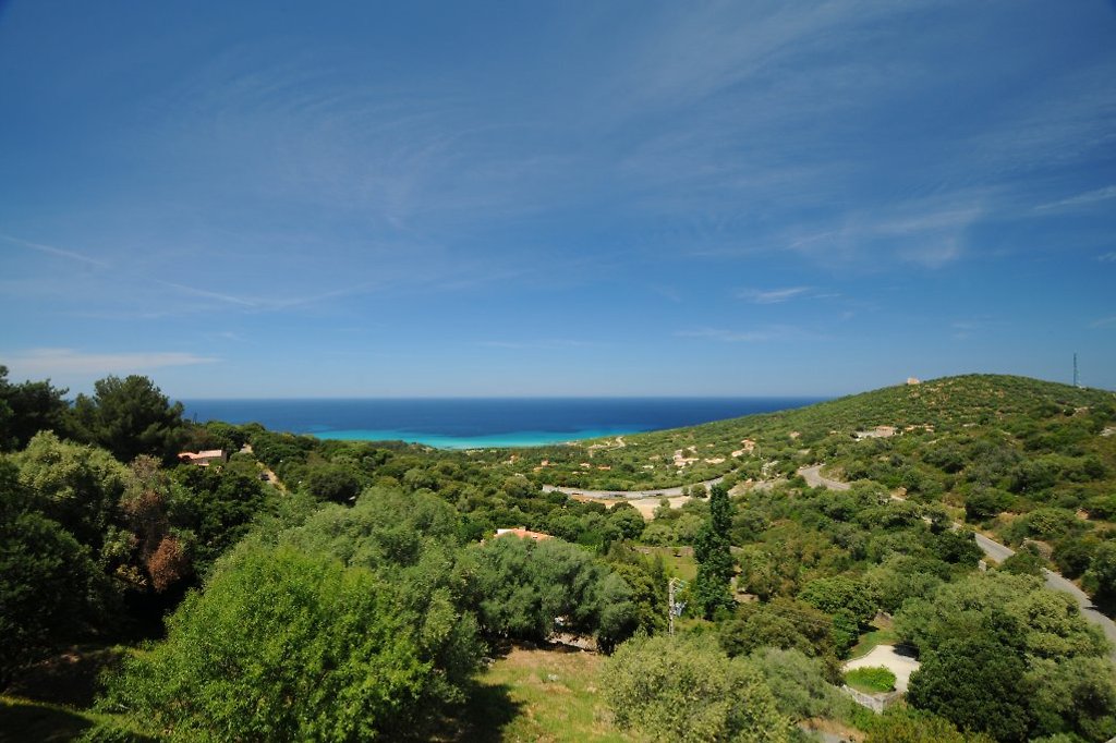 Gelbe Oleander in Ile Rousse ab 57 € direkt bei Familie M. SAVELLI ...
