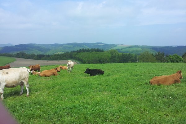 Haus Seeblick - Stausee Bitburg in Biersdorf am See - Herr R. Henke